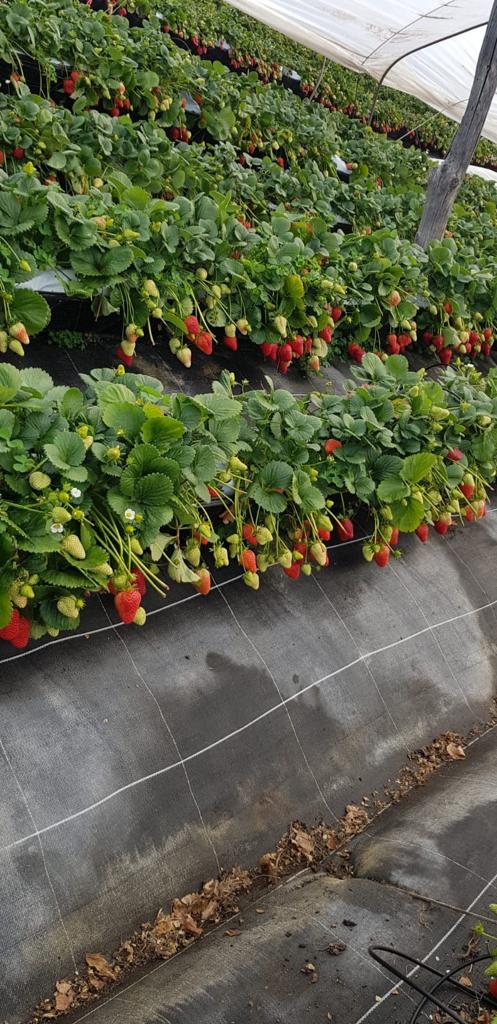 Amandine - Stoloni Capsuni