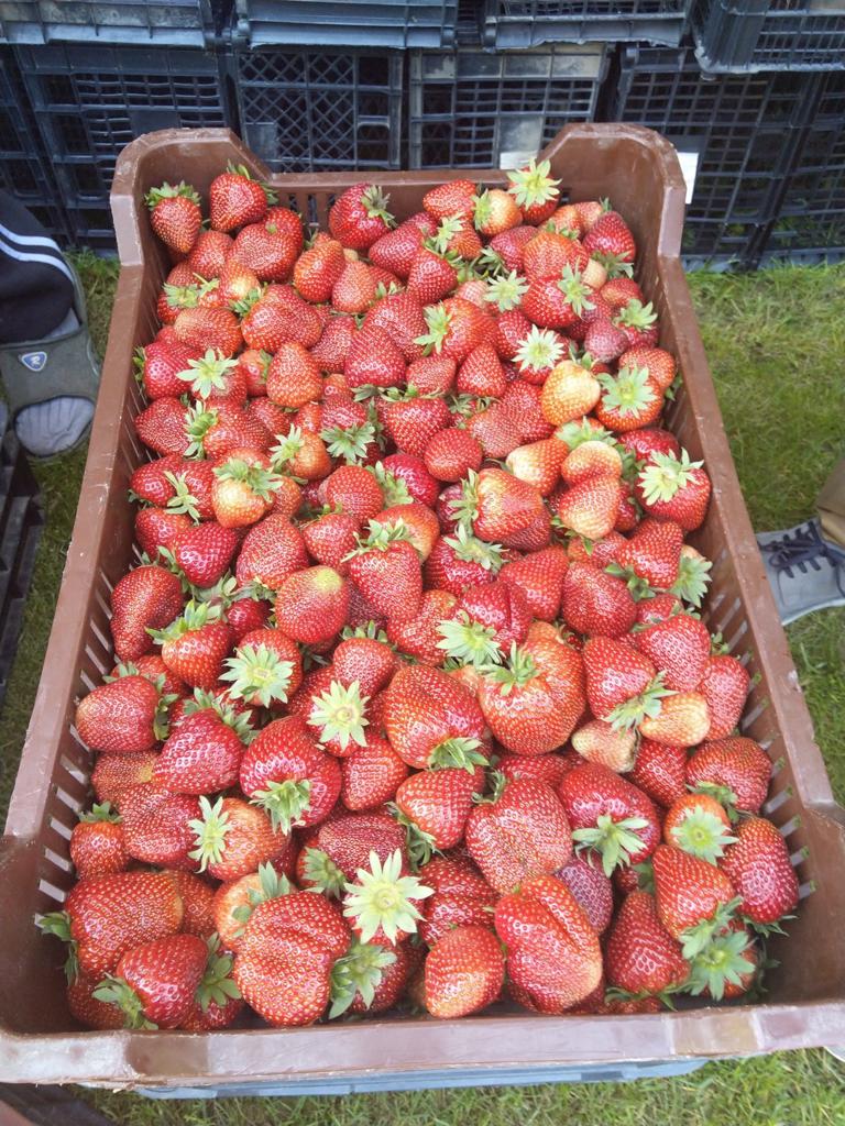 Daroyal - Stoloni Capsuni