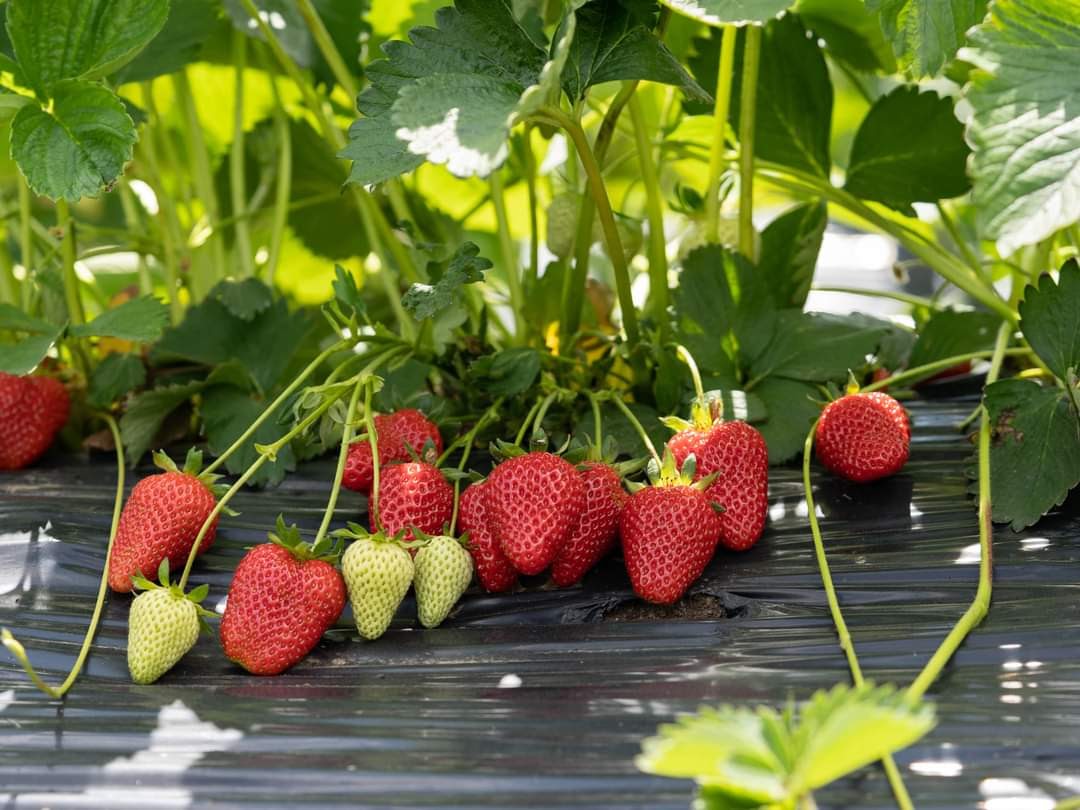 Holy - Stoloni Capsuni